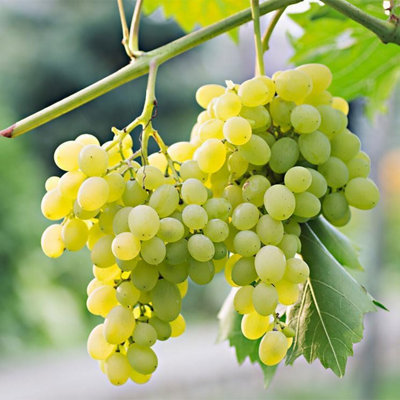 GRAPE VITIS BIANCA - READY TO PLANT IN 9CM POT