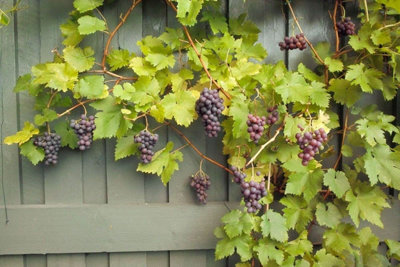 Grape Vitis Plant Boskoop Glory - High Yielding Dessert Grape - for UK ...