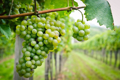 Grape Vitis Plant 'Müller-Thurgau' - High Yielding Vitis Grape - UK ...