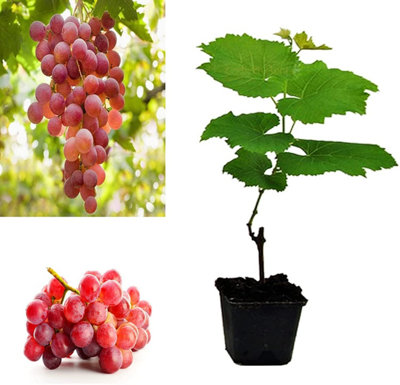 GRAPE VITIS PLANT 'QUEEN OF ESTHER'- HIGH YIELDING VITIS GRAPE - UK ...