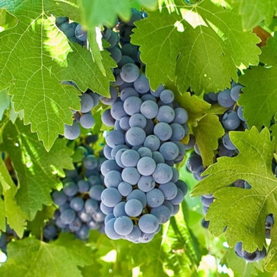 Grape Vitis Plant Rare 'Dornfelder' - High Yielding Dessert Grape - UK ...
