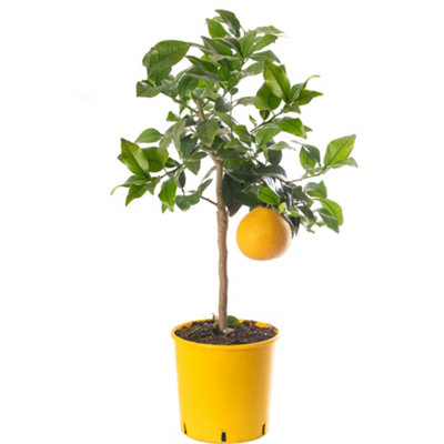 Grapefruit Tree - Outdoor Fruit Tree, Grow Your Own Tasty Fruits, Ideal ...