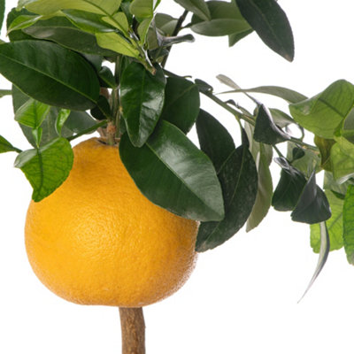 Grapefruit Tree - Outdoor Fruit Tree, Grow Your Own Tasty Fruits, Ideal ...