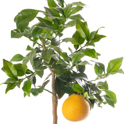 Grapefruit Tree - Outdoor Fruit Tree, Grow Your Own Tasty Fruits, Ideal ...