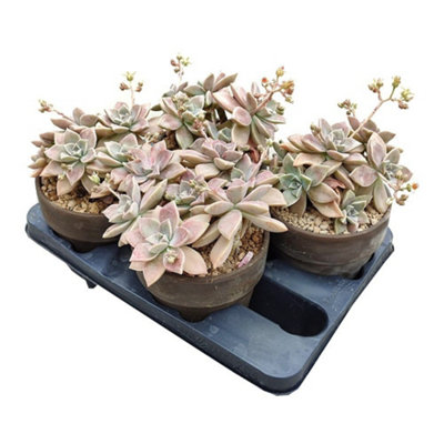 Graptopetalum Paraguayense Ker, 15cm Pot Size, 15cm Tall, Ghostplant ...