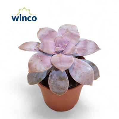 Graptoveria Superbum, 505cm Pot Size, 12cm Tall, Ghost plant, Indoor ...