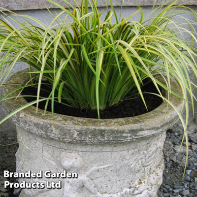 Grass Acorus Gramineus Ogon 9cm Potted Plant x 2 | DIY at B&Q