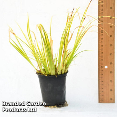 Grass Acorus Gramineus Ogon 9cm Potted Plant x 2