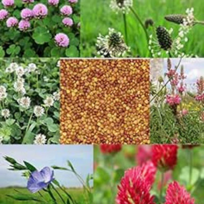Grass & Flower Seed Mix, Turtle/Tortoise Friendly, Fast Growing, 10 ...