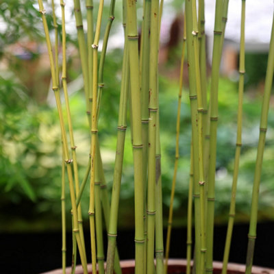 Green Bamboo Phyllostachys Bissetii Outdoor Plant 70cm Tall 2 Litre Pot ...