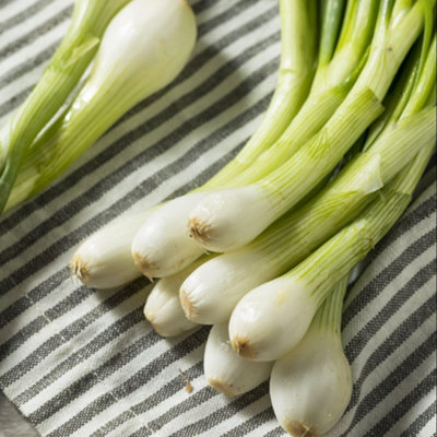 Green Banner Spring Onion Seeds - Hardy Bunching Disease-Resistant Easy ...