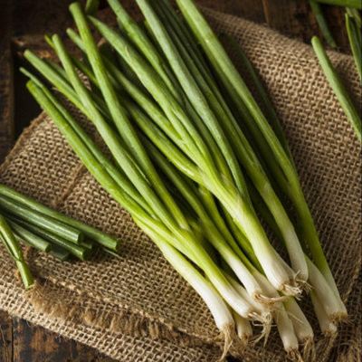 Green Banner Spring Onion Seeds - Hardy Bunching Disease-Resistant Easy ...