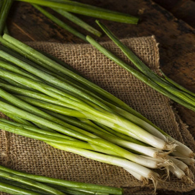 Green Banner Spring Onion Seeds - Hardy Bunching Disease-Resistant Easy ...