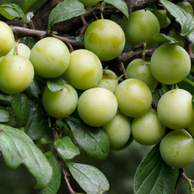 Green Gage (Prunus domestica) Tree - 12Ltr Potted