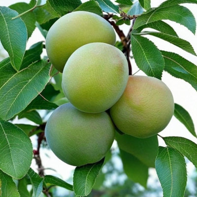 Green Gage (Prunus domestica) Tree - 12Ltr Potted