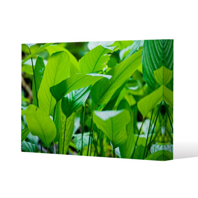Green leaf background abstract of nature (Canvas Print) / 61 x 41 x 4cm