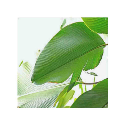 Green Leaf Splash Back designer style