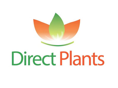 Green Leylandii Cupressocyparis Leylandii Hedging Trees 6ft Pallet of ...