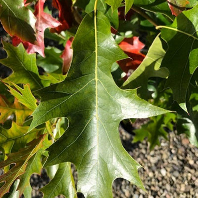 Green Pillar Upright Pin Oak Tree Outdoor Ornamental Quercus Palustris ...