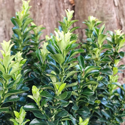 Green Rocket Japanese Euonymus Shrub Plant Euonymus Japonicus 2L Pot