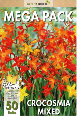 GreenBrokers Big Buy MEGA Pack Crocosmia Summer Flowering Bulbs, Mixed ...