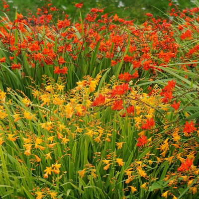 GreenBrokers Big Buy MEGA Pack Crocosmia Summer Flowering Bulbs, Mixed ...