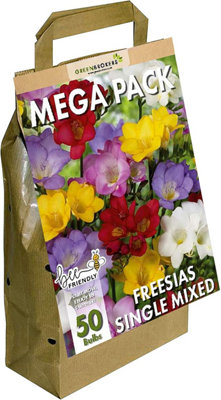 GreenBrokers Big Buy MEGA Pack Freesia (Single) Summer Flowering Bulbs ...
