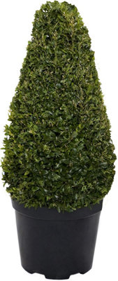 GreenBrokers Real Buxus Boxwood Topiary Pyramid (70cm) Potted Evergreen ...