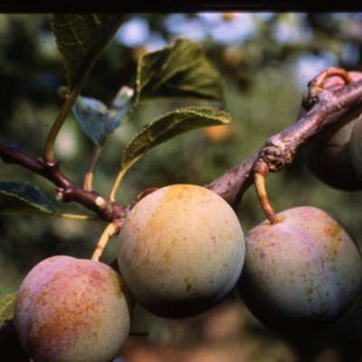 Greengage Cambridge Gage Cambridge Gage Outdoor Fruit Tree 9L Pot 1.2m ...