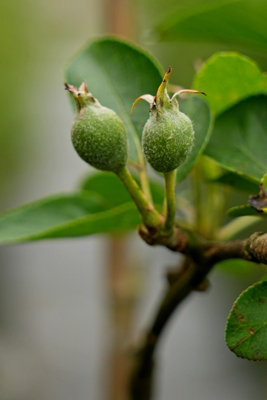 Greensleeves Apple (Malus) Tree - 12Ltr Bareroot