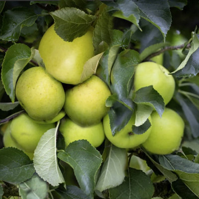 GREENSLEEVES APPLE (MALUS) TREE - 7LTR POTTED
