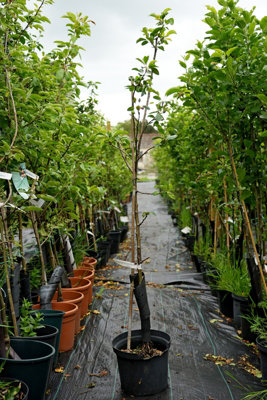 GREENSLEEVES APPLE (MALUS) TREE - 7LTR POTTED