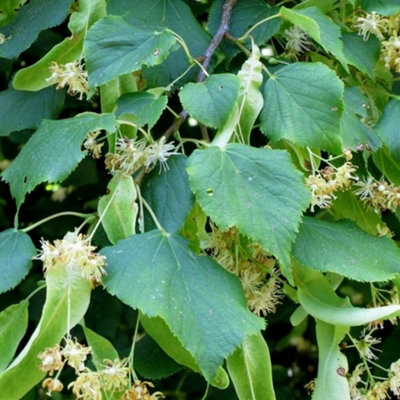 GREENSPIRE SMALL LEAVED LIME TREE OUTDOOR TILIA CORDATA 12L POT 1.5M - 1.8M