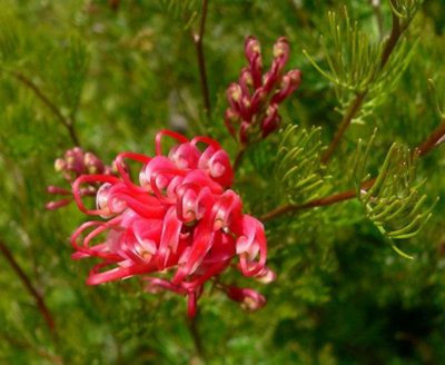 Grevillea Olympic Flame Evergreen Garden Shrub By Direct Plants