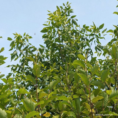 Grey Alder Tree Alnus Incana Outdoor Ornamental Tree 9L Pot 1.2m - 1.5m