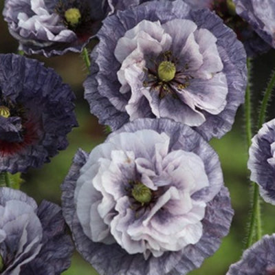 Grey Poppy Seeds, Papaver Rhoeas Rare Amazing, English Garden Flower ...