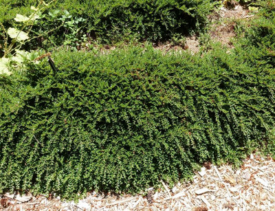 Ground Cover Garden Border Mix Large Mature Plants Supplied in 3 Litre ...
