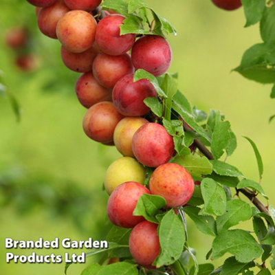 Grow You Own Fruit Plum (Prunus) Victoria (St Julien) 12 Litre Potted ...