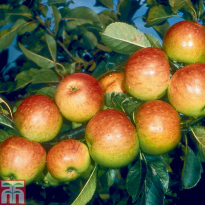 Grow Your Own Fruit Apple (Malus) James Grieve (M26) 1 Bare Root Tree