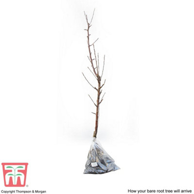 Grow Your Own Fruit Apple (Malus) James Grieve (M26) 1 Bare Root Tree