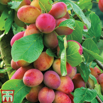 Grow Your Own Fruit Apple & Plum Collection - 2 bare root trees