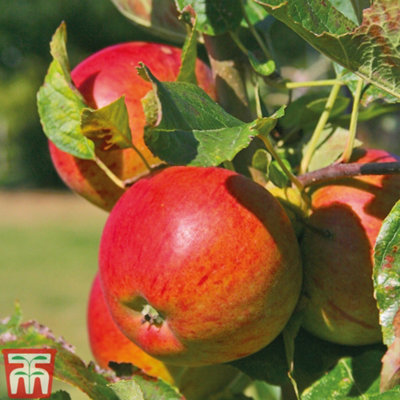 Grow Your Own Fruit Apple & Plum Collection - 2 bare root trees