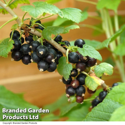 Grow Your Own Fruit Blackcurrant Ebony 3 Litre Pot x 2