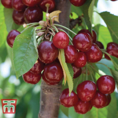 Grow Your Own Fruit Cherry (Prunus) Stella (Colt) 1 Bare Root Tree
