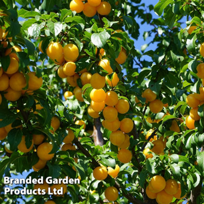 Grow Your Own Fruit Gage (Prunus) Greengage R Claude Oullins (St Julien ...