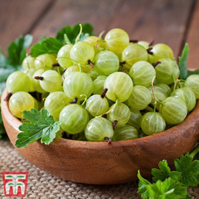 GROW YOUR OWN FRUIT GOOSEBERRY (RIBES UVA-CRISPA) HINNOMAKI GREEN 9CM ...