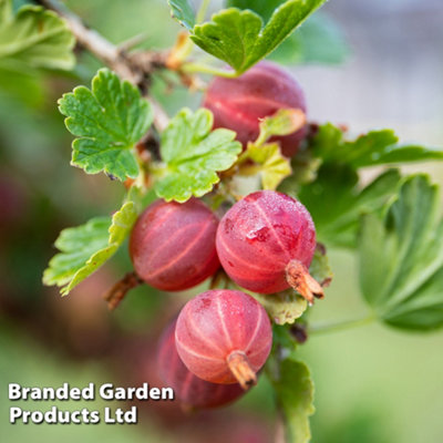 Grow Your Own Fruit Gooseberry Xenia 1 Bare Root