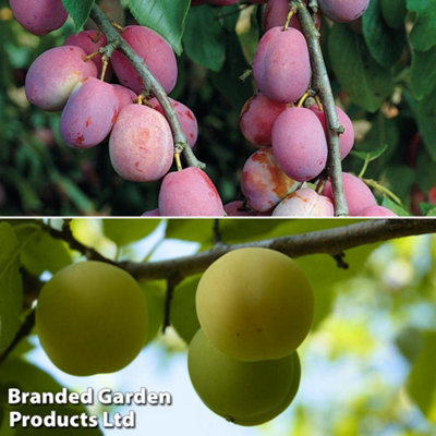 Grow Your Own Fruit Plum & Greengage Collection (2 trees)