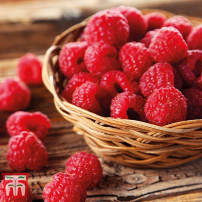 Grow Your Own Fruit Raspberry Autumn Bliss 6 Canes+Large Patio Pot ...