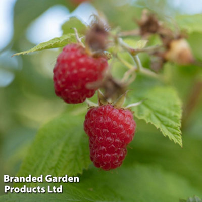 Grow Your Own Fruit Raspberry Cascade Delight 1 Long Cane